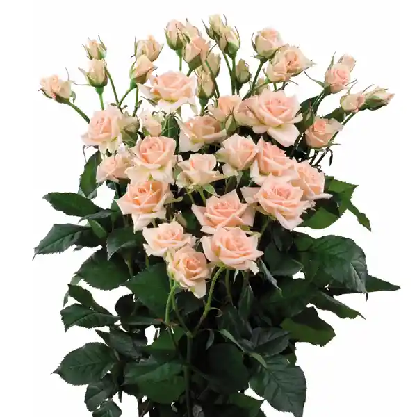 Flores - Mini Rosa Paquete X 10 Und - Rappi