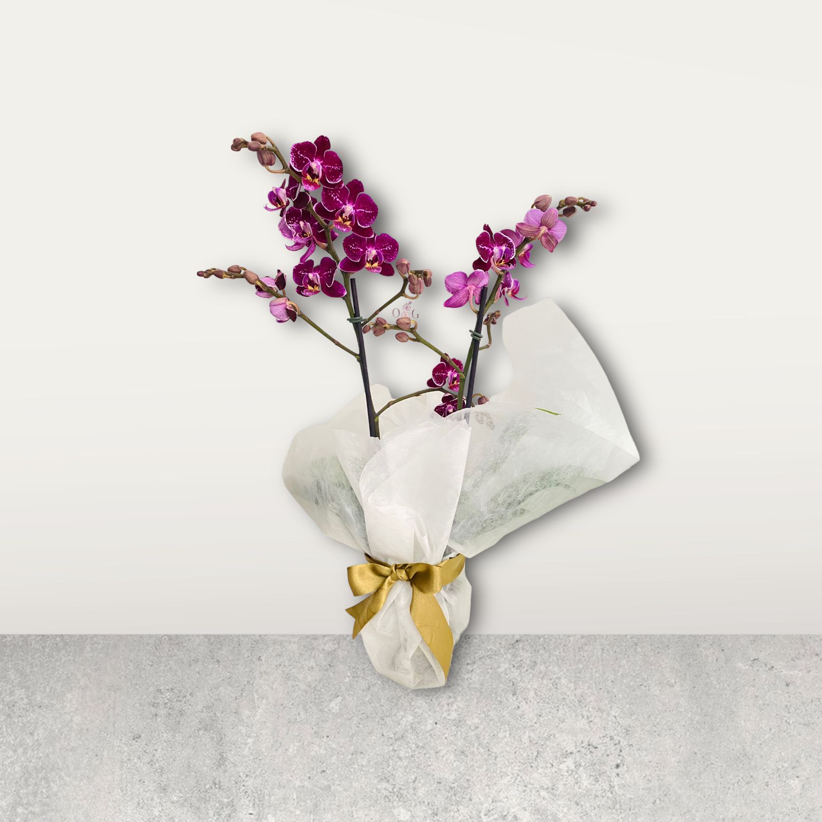 Orquideas Moradas Multifloras Medianas - Rappi