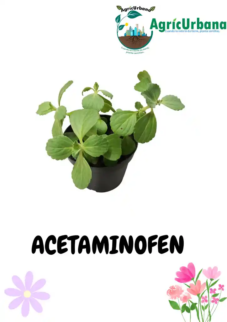Planta Acetaminofen Mata Aromatica Boldo Medicinal - Rappi
