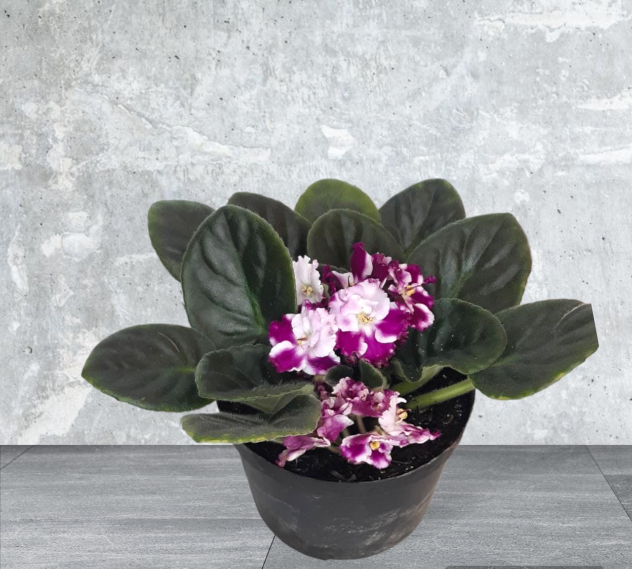 Planta Violeta Africana Morada - Rappi