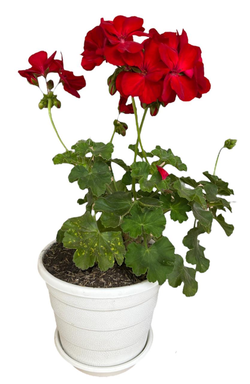 Planta Novios - Rappi
