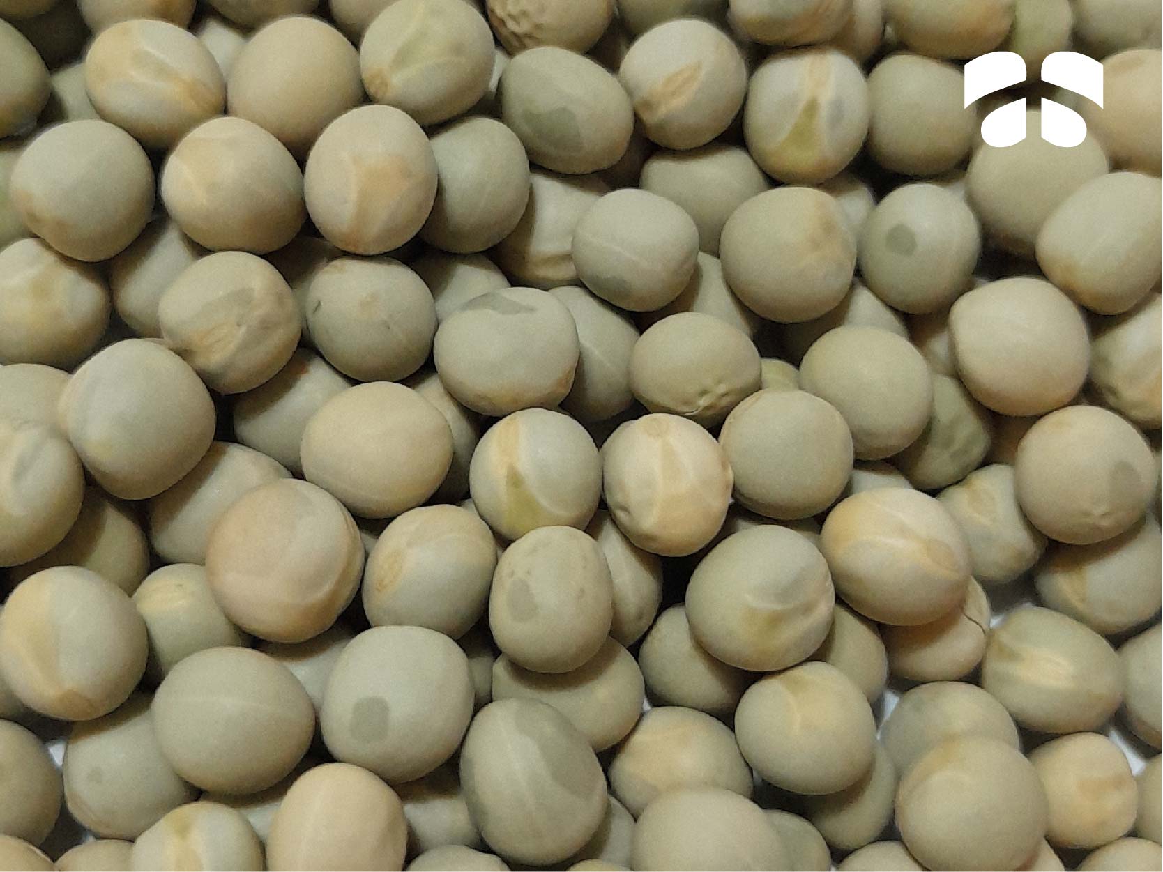 Semillas Para Germinados De Arveja - Rappi