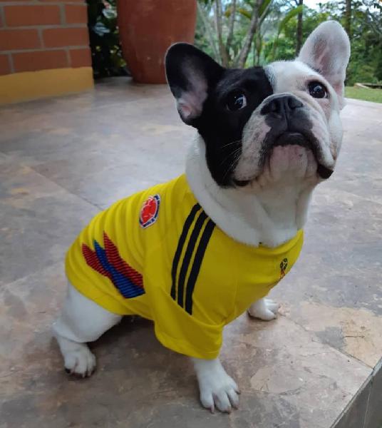 Camiseta Colombia Seleccion Colombia Xs Perros Y Gatos ( Pinscher Raza ...