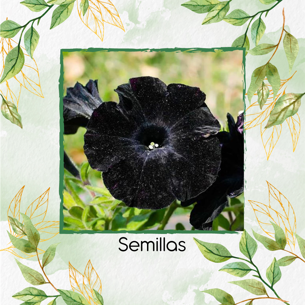 20 Semillas De Flor Petunia Negra Gloria De La Mañana - Rappi