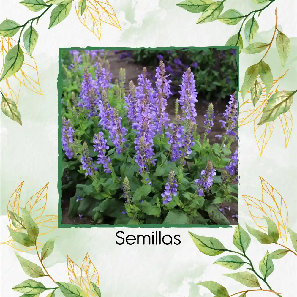 120 Semillas Orgánicas De Salvia Lila - Rappi