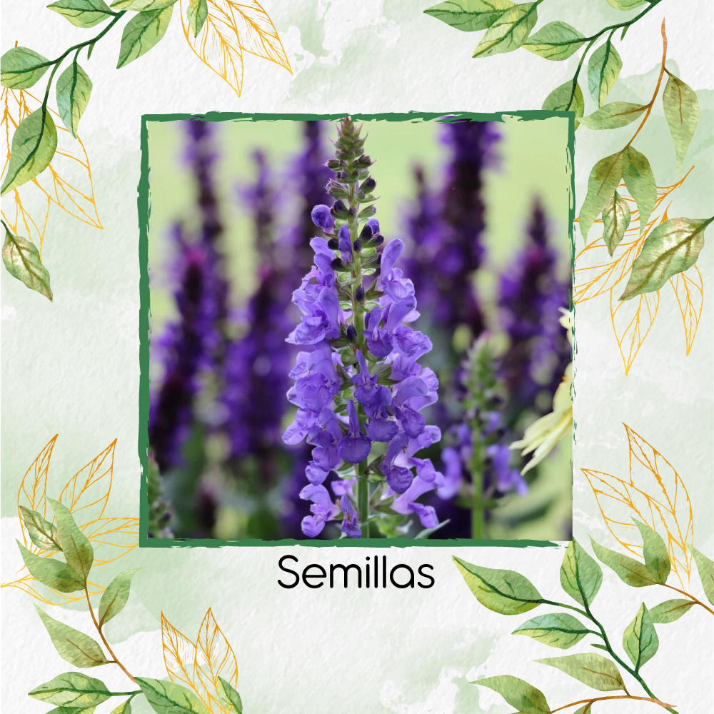 120 Semillas Orgánicas De Salvia Lila - Rappi