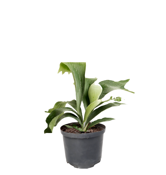 Planta Cacho De Venado - Rappi