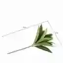 Hoja Plumería 90 cm Ambiente Gourmet - Rappi