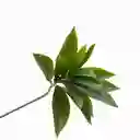 Hoja Plumería 90 cm Ambiente Gourmet - Rappi