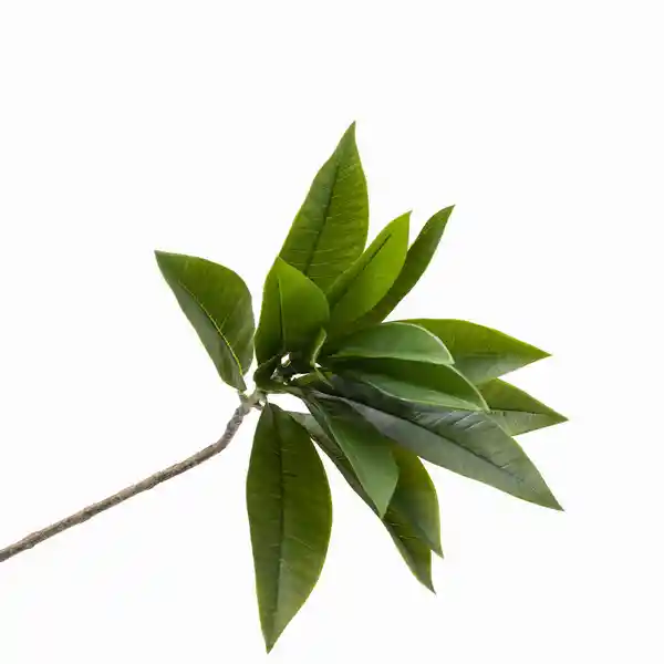Hoja Plumería 90 cm Ambiente Gourmet - Rappi